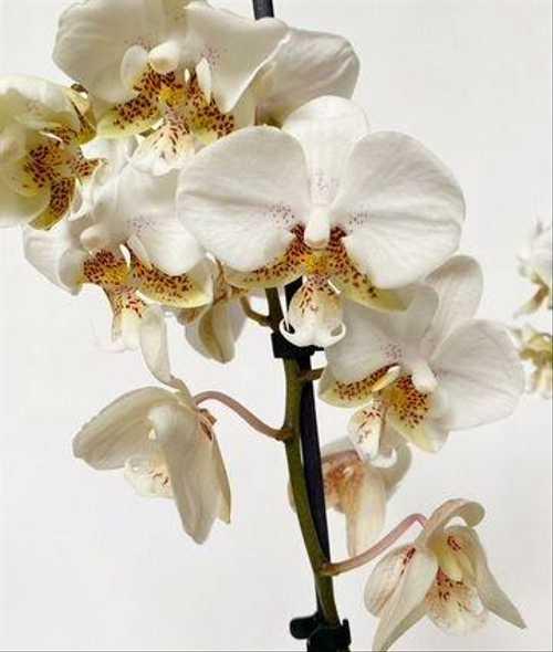 Орхидея Фаленопсис Стюартина отцвела
