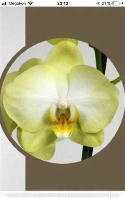 Орхидеи Фаленопсис- Детки #3