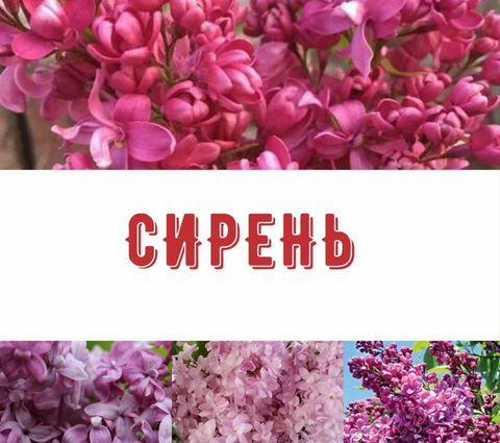 Сирень богдан хмельницкий