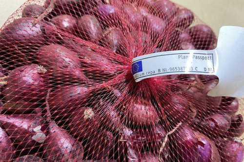 Лук-севок красный, салатный Ред семко, 0,5 кг