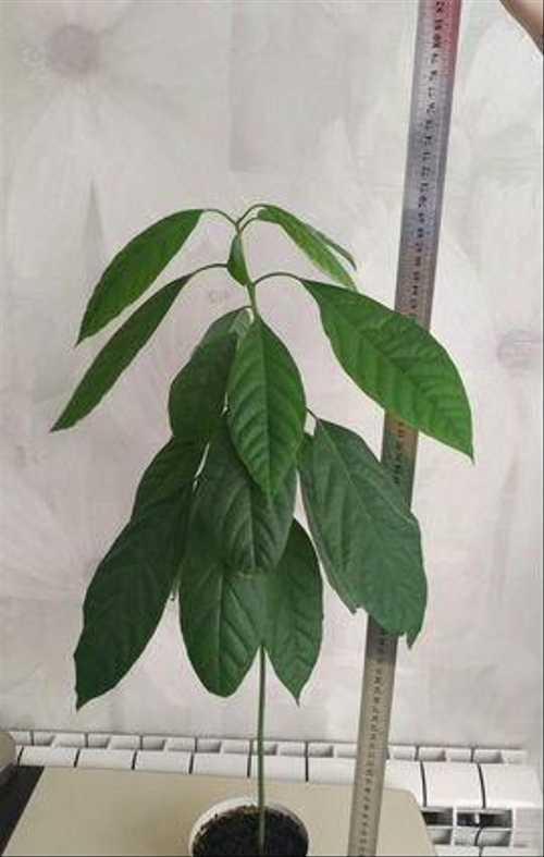 Авокадо растение высота 70 см.с горшком
