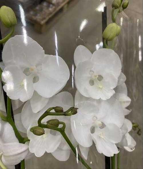Орхидея Фаленопсис Вайт Ворлд. Доставка
