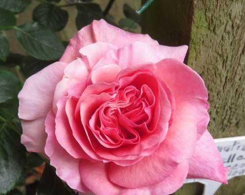 Саженцы роз - Алоха (Бернер)