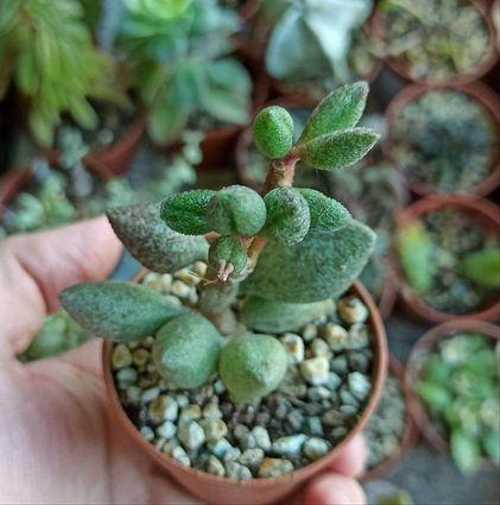 Адромискус Антидоркатум (Adromischus Antidorcatum)