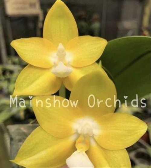 Орхидея фаленопсис QMM-037 Phal. Mainshow Novelty