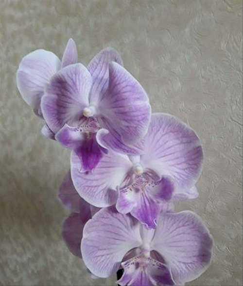 Орхидея фаленопсис Sweet Talk