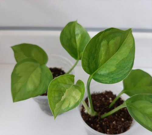 Эпипремнум Global Green