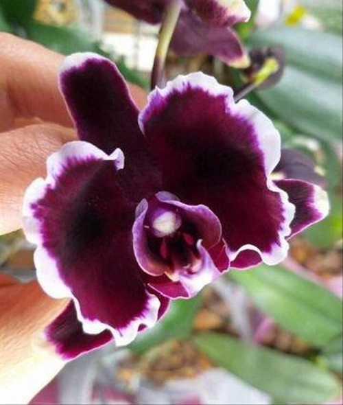 Орхидея взр Phal. Летнее дыхание '401 B38 в наличи