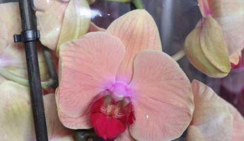 Орхидея фаленопсис персиковая 2 ветви 964011