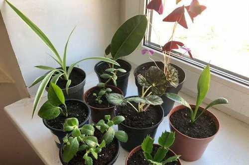 Растения для дома: 9 шт (привезу)