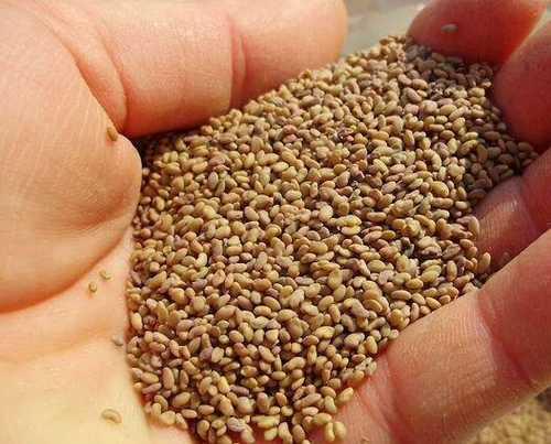 Семена люцерны изменчивой Сорт: галия рс-1