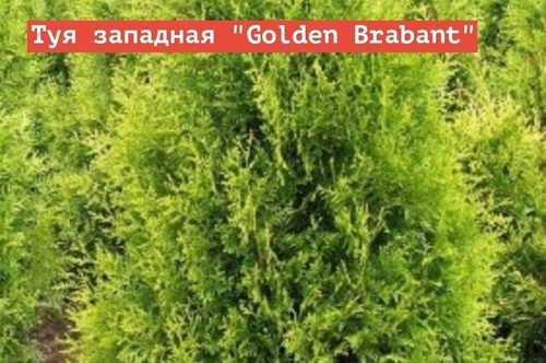 Туя западная Golden Brabant /С10 40-60 см