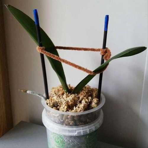 Орхидея фаленопсис (реанимашка)
