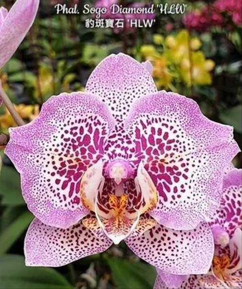 Орхидея фаленопсис Phal. Sogo Diamond 'HLW'