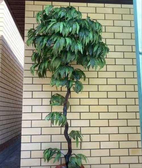 Манго дерево искусственное