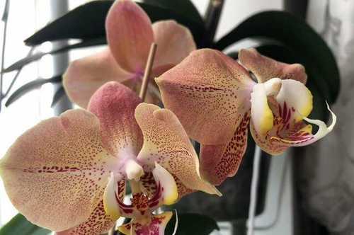 Орхидея фаленопсис Leco Fantastic