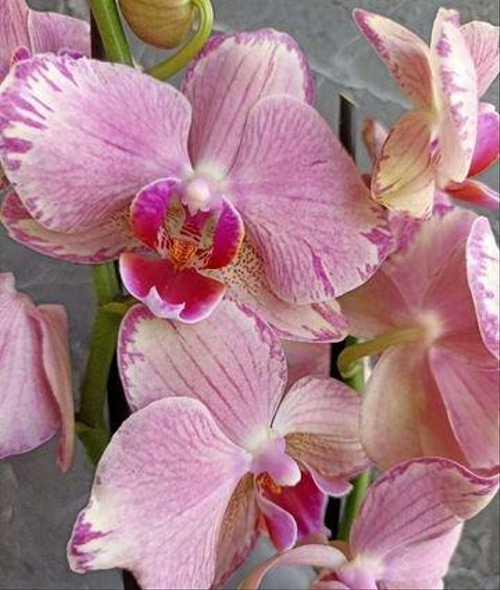 Орхидея фаленопсис Пират Пикоти (Pirate Picotte)