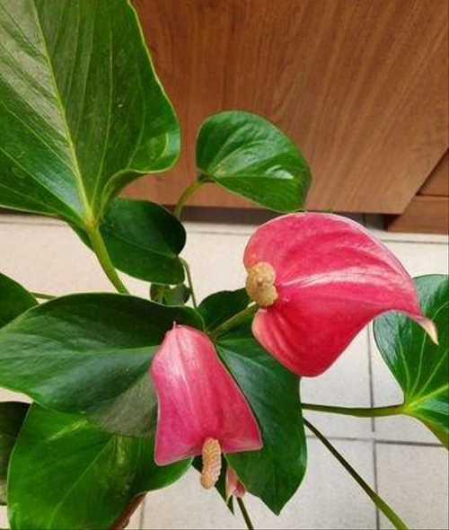 Антуриум D14