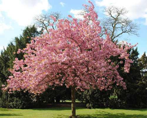 Черемуха виргинская Шуберт