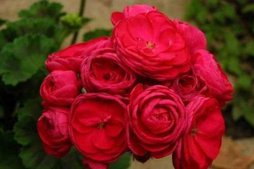 Пеларгония герань розита