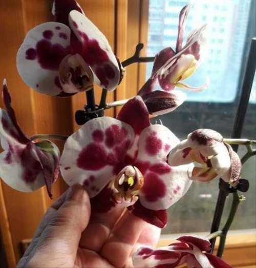 Орхидея фаленопсис Polka Dots (Полька Дотс)