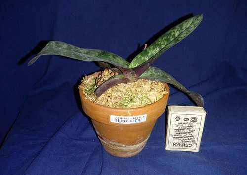 Природная орхидея Paph. niveum (башмачок снежный)
