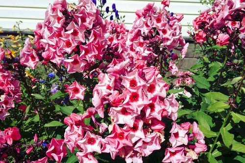 Комнатные и садовые сортовые цветы