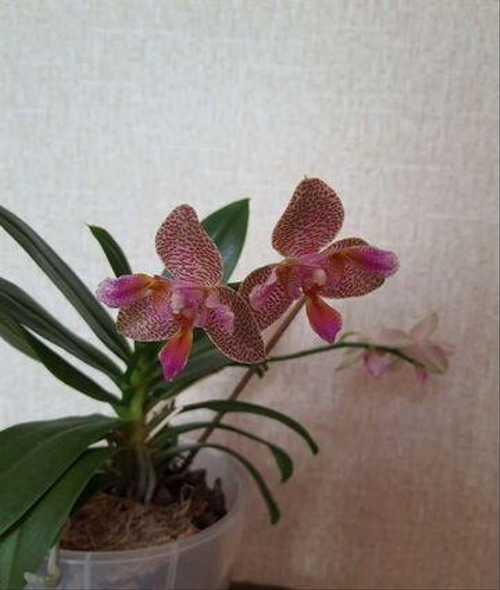 Орхидея Фаленопсис "Сказка"