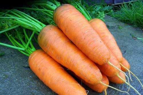 Семена моркови Курода