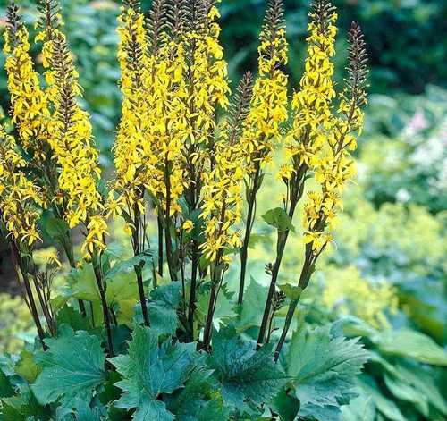 Бузульник узкоголовчатый Зе Рокет (The Rocket)