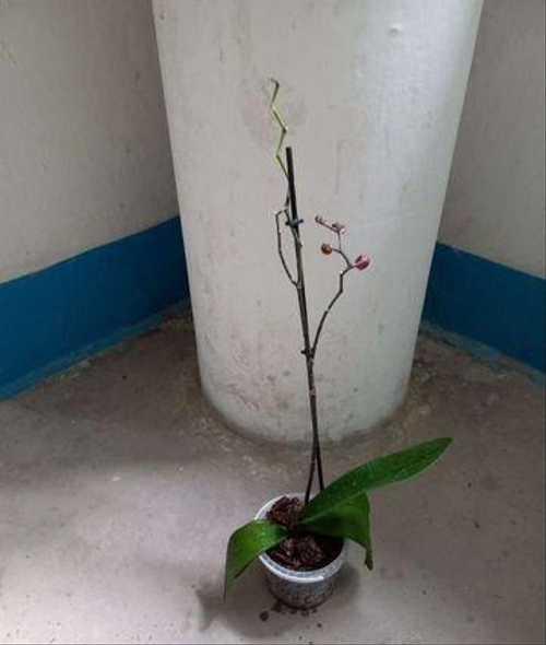 Орхидея фаленопсис,нежно сиреневая,есть бутоны