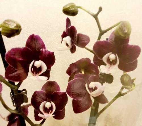 Орхидея черная Каода Твинкл