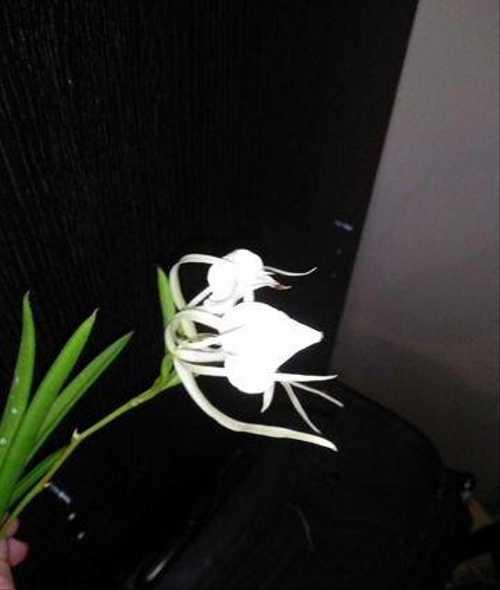 Видовая орхидея Brassavola nodosa