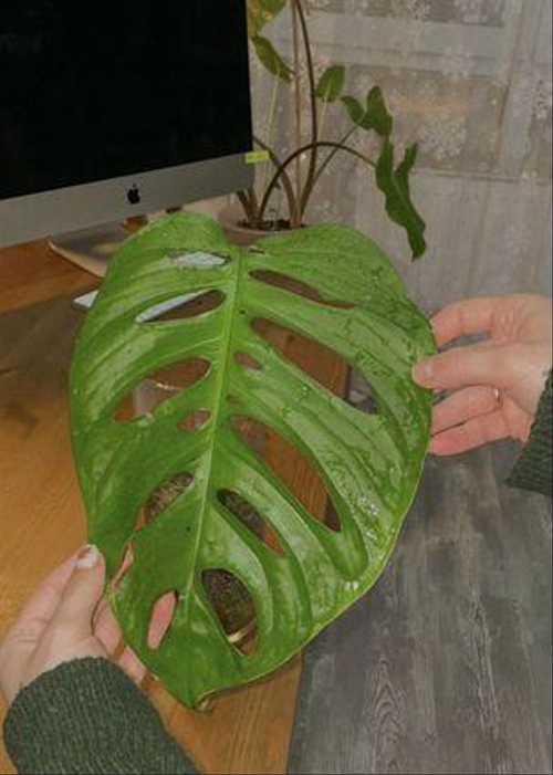 Monstera esqueleto epipremnoides