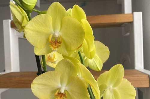 Орхидея Феррара (Phal. Anthura Ferrara)