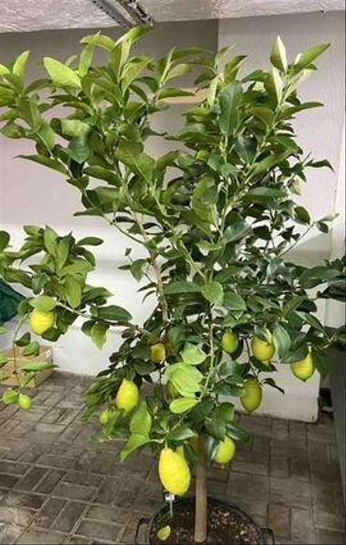 Лимон много плодов / Лимонное дерево Н 175 см