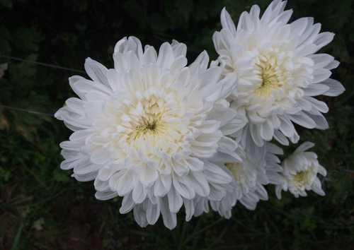 Качественная рассада Хризантемы