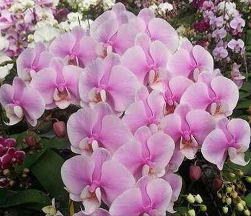 Орхидея Фаленопсис Lady Margaret