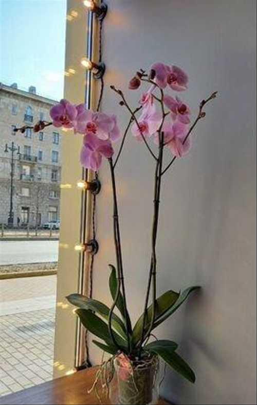 Большой фаленопсис(орхидея)