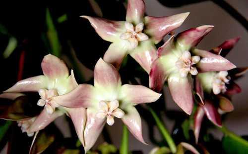 Hoya Imperialis var. Palawan