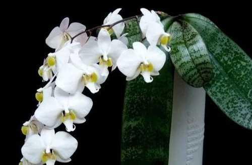 Орхидея phal. philippinensis sib