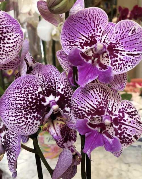 Сортовые Орхидея Андорра + Орхидея Биг Лип
