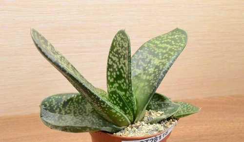 Gasteria sp. (Гастерия) (SCT28118)