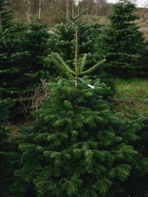 Пихта нордмана фото. Пихта Нордмана excellent. Пихта Кавказская (Abies nordmanniana). Пихта Нордмана Амболури. Пихта Нордмана Робуста.