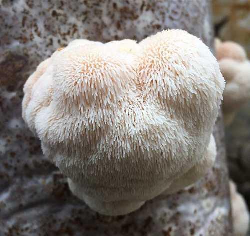 Жидкий мицелий грибов Ежовик гребенчатый