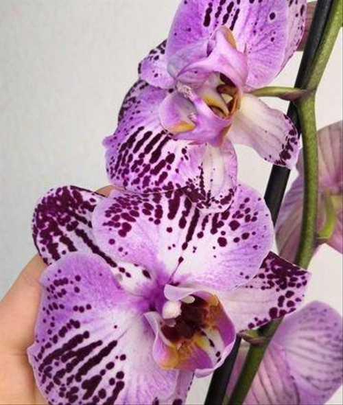 Отцветает. Орхидея фаленопсис Cassie