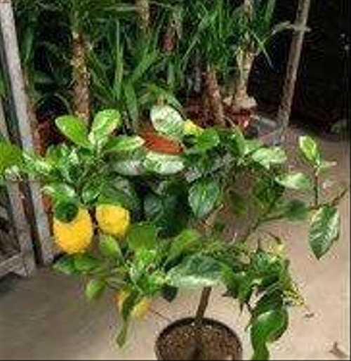 Лимонное дерево с плодами / Лимон Н 82 см