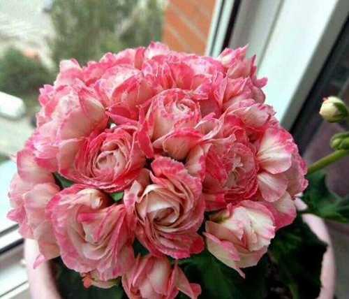 Герань(пеларгония) розебудная,ампельная,тюльпанови