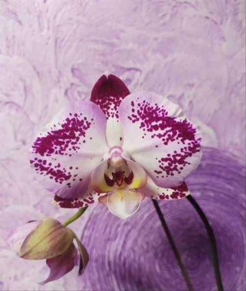 Орхидея фаленопсис Пинк Дансер