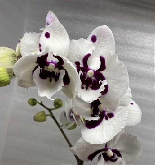 Орхидея фаленопсис Биг лип тест